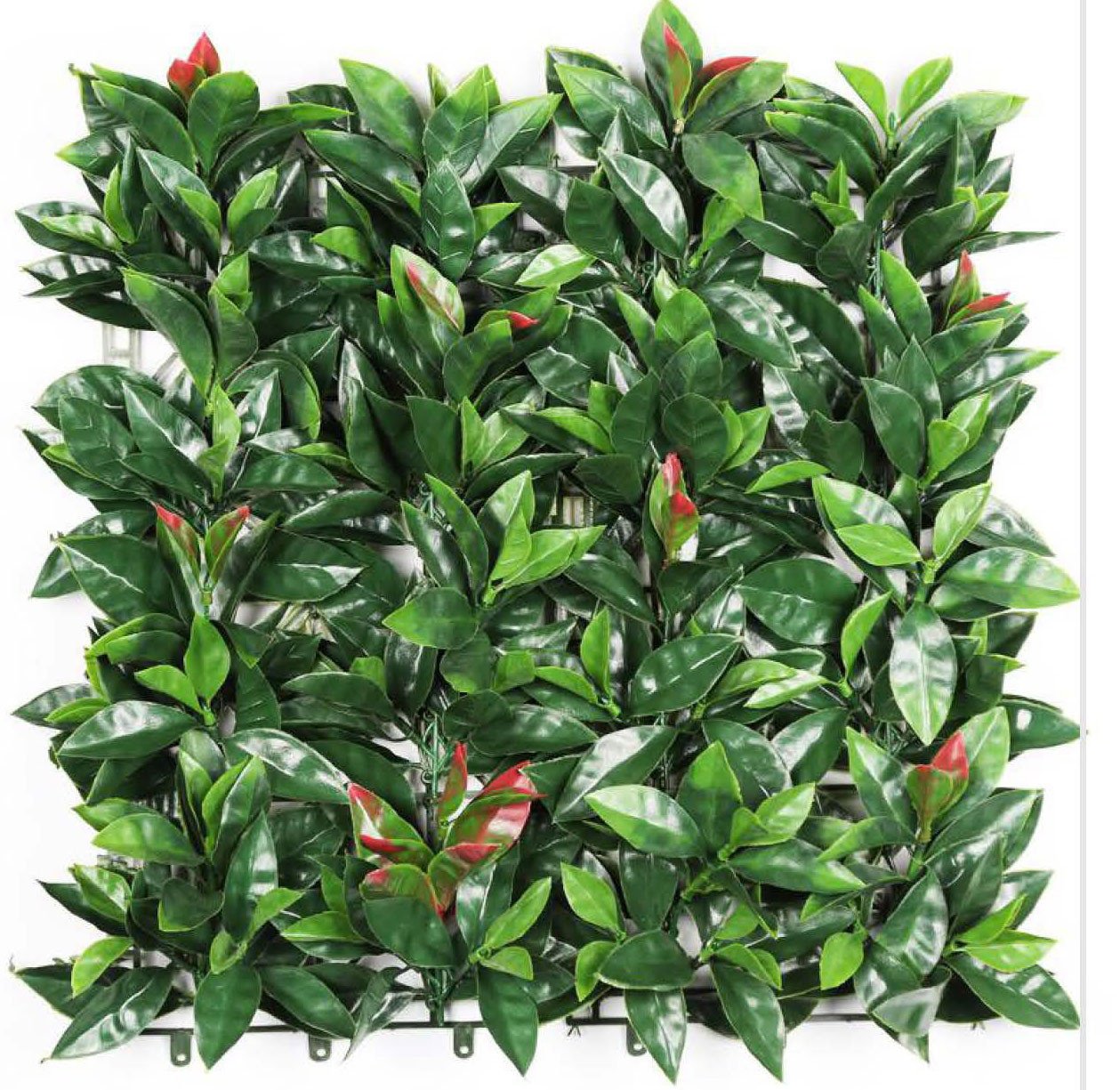 Lively Plants Wall ⋆ Emirates Home